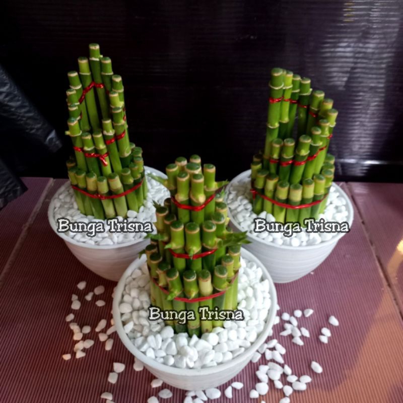 Jual PAKET 3 POT BAMBU HOKI / BAMBU KEBERUNTUNGAN / BAMBU LUCKY / BAMBU ...