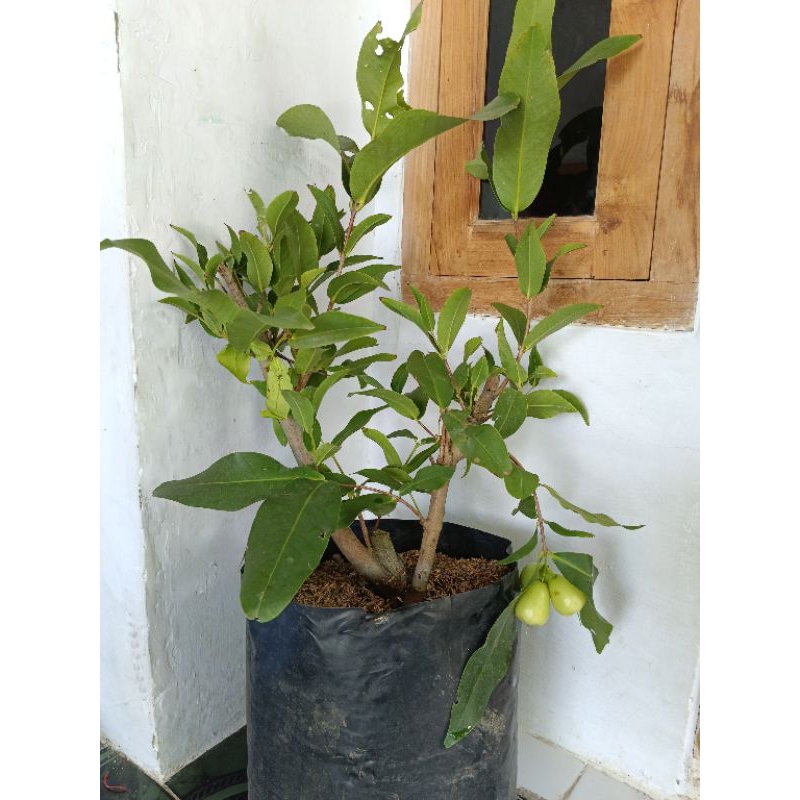 Jual BIBIT JAMBU AIR MADU DELHI HIJAU HASIL CANGKOK KONDISI BERBUNGA ...