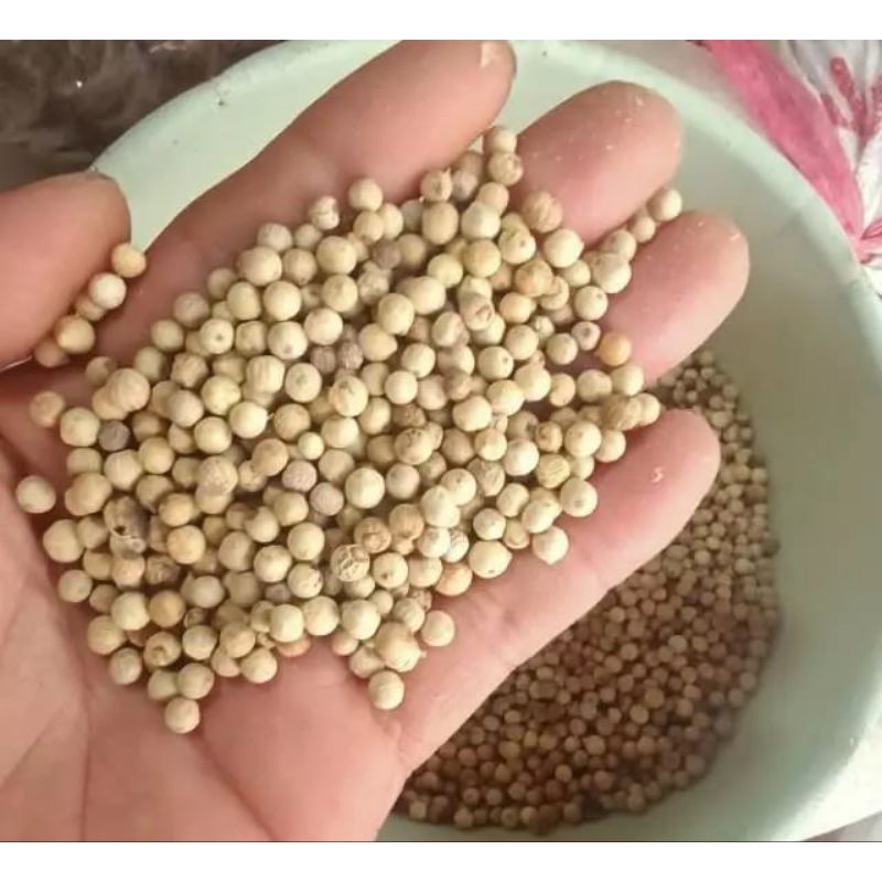 Jual Lada Putih Merica Lada Putih Butir Merica Butir Biji Lada Lada ...