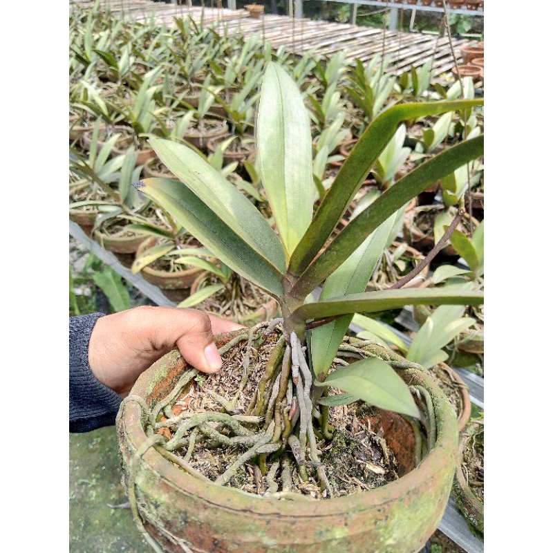 Jual anggrek bulan mini spike | Shopee Indonesia