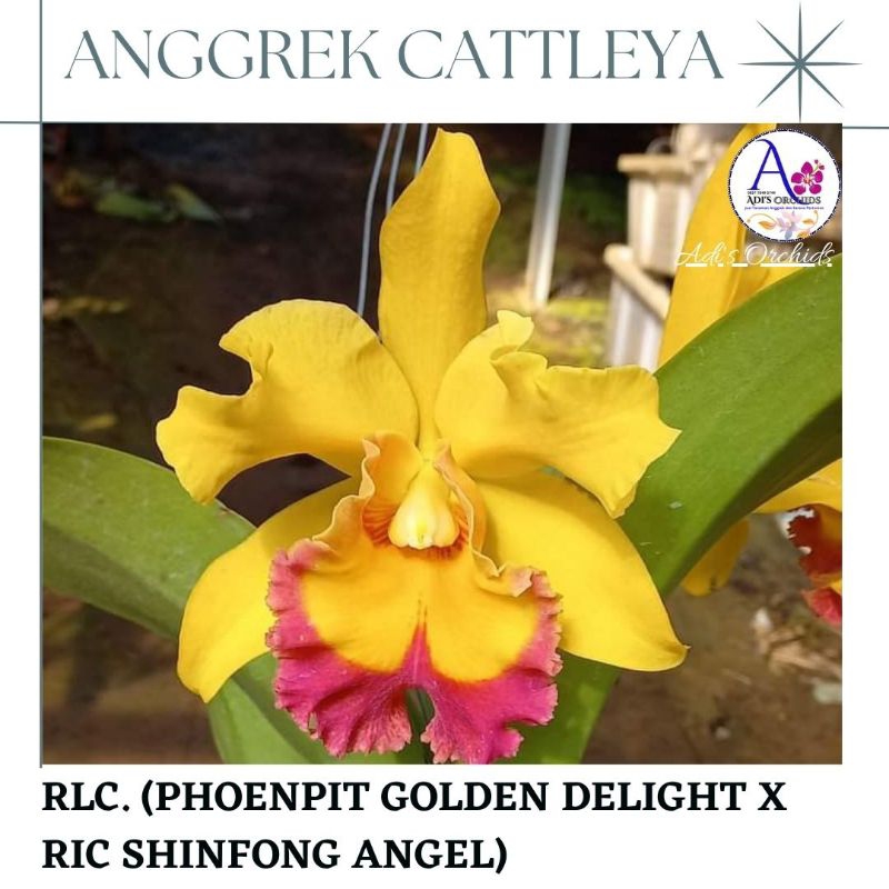 Jual Anggrek Cattleya Rlc Phoenpit Golden Delight X Rlc Shinfong Angel Shopee Indonesia