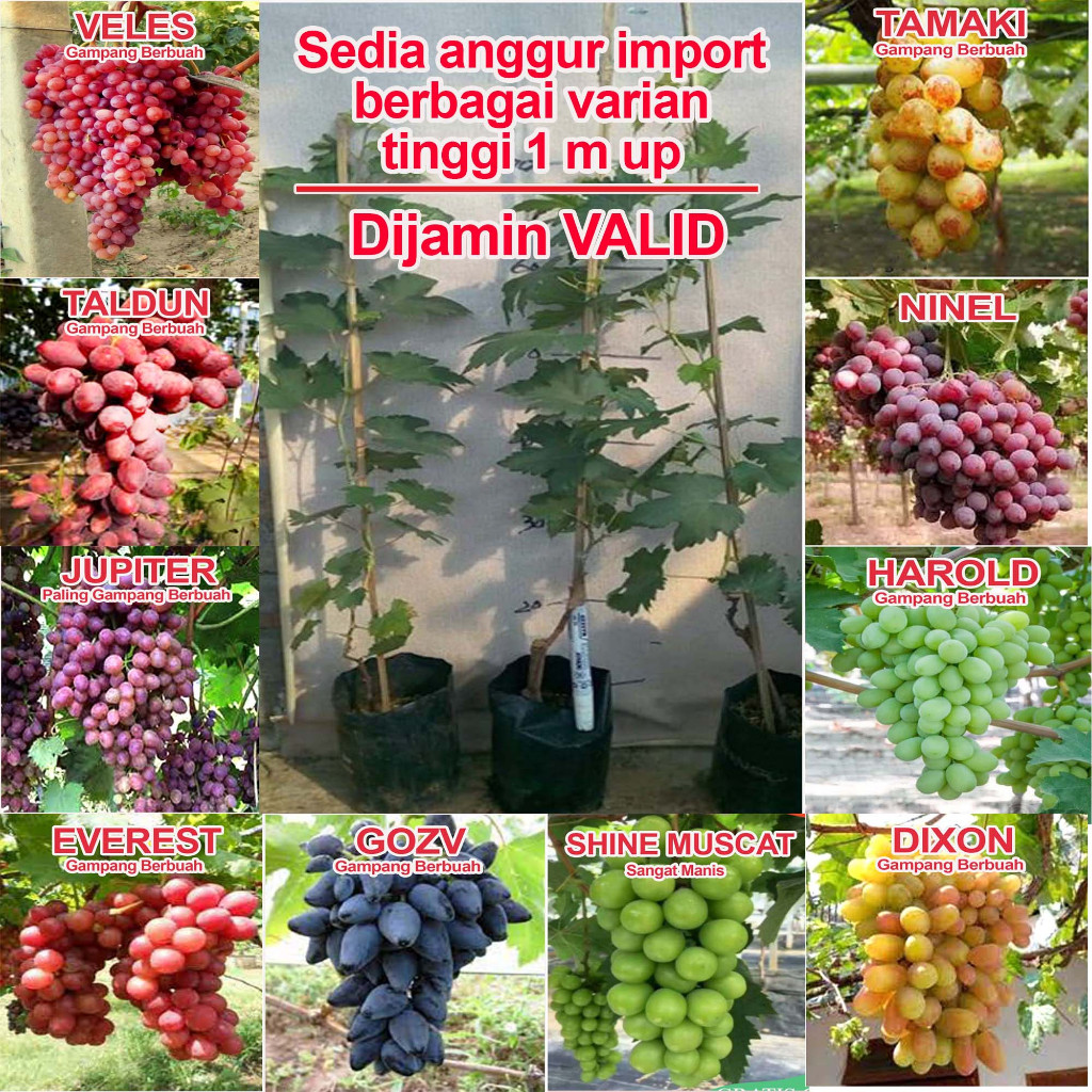 Jual Bibit Tanaman Anggur Import Tinggi 1 m UP Merah Hijau Hitam Asli ...