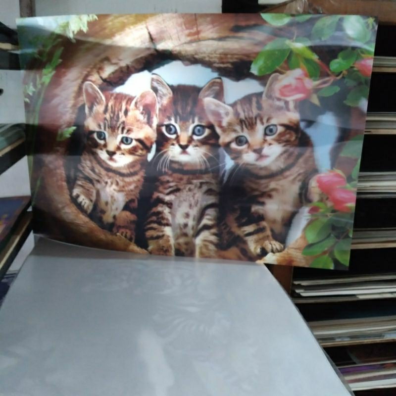 Jual POSTER 3 DIMENSI KUCING LUCU UKURAN 38×58 CM (TERLIHAT NYATA ...