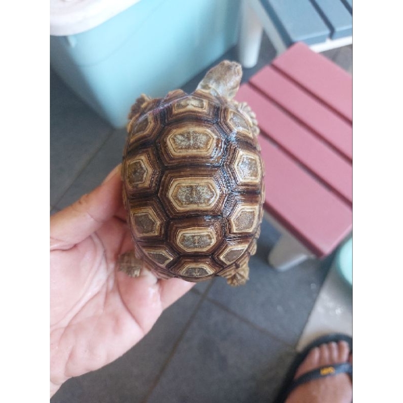 Jual pelet sulcata pilihan super doom melanistic black no 2 | Shopee ...
