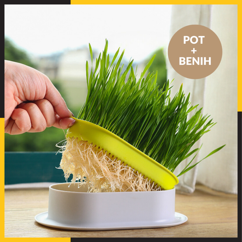 Jual KOZO Pot Rumput Kucing Wadah Tanam Benih Gandum Wheatgrass Cat ...