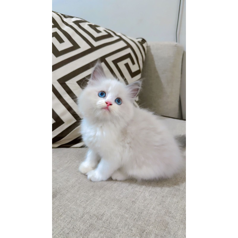 Jual kucing ragdoll | Shopee Indonesia