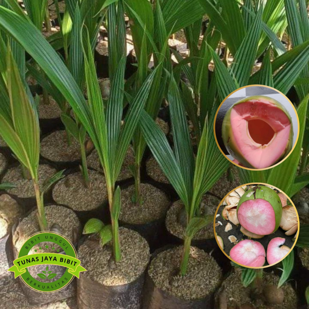 Jual Bibit Tanaman Buah Kelapa Wulung Akar Merah Berkhasiat Super ...