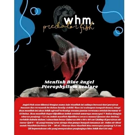 Jual Menfish Blue Angel / Pterophyllum scalare 8 cm (Mainan ikan ...