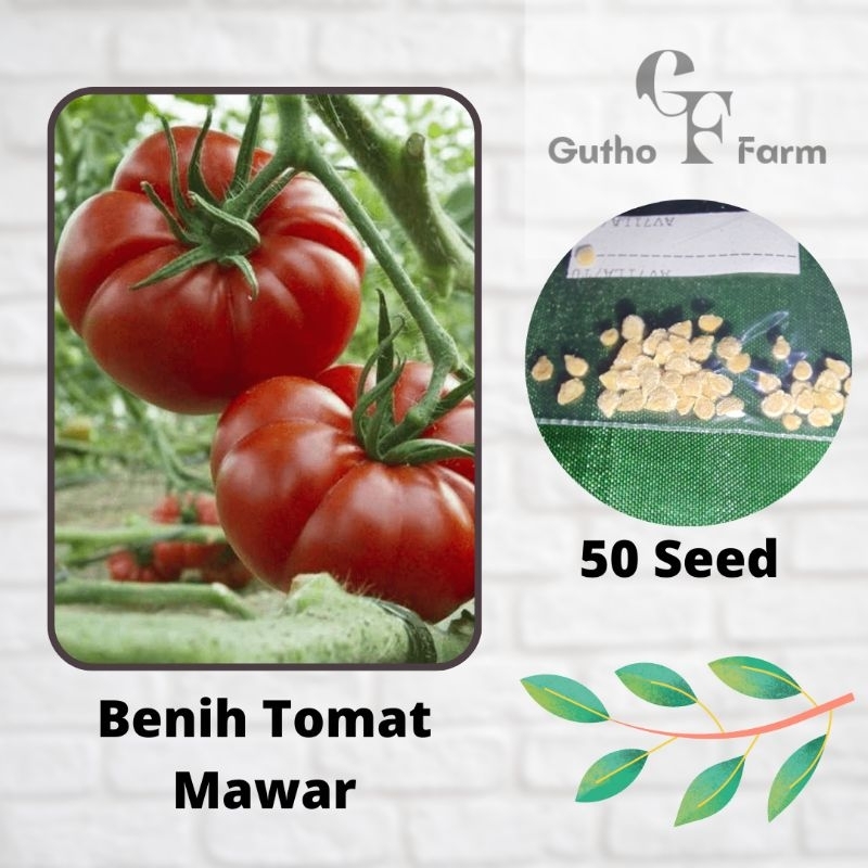 Jual 50 benih tomat mawar - repack bintang Asia | Shopee Indonesia