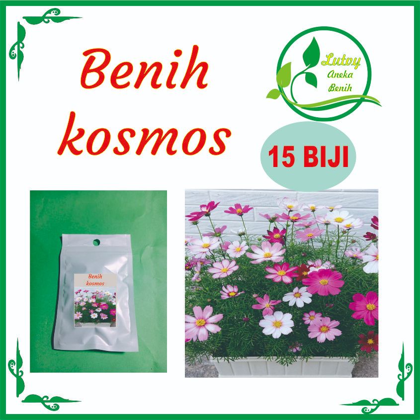 Jual BENIH BUNGA KOSMOS ISI 15 BIJI | Shopee Indonesia