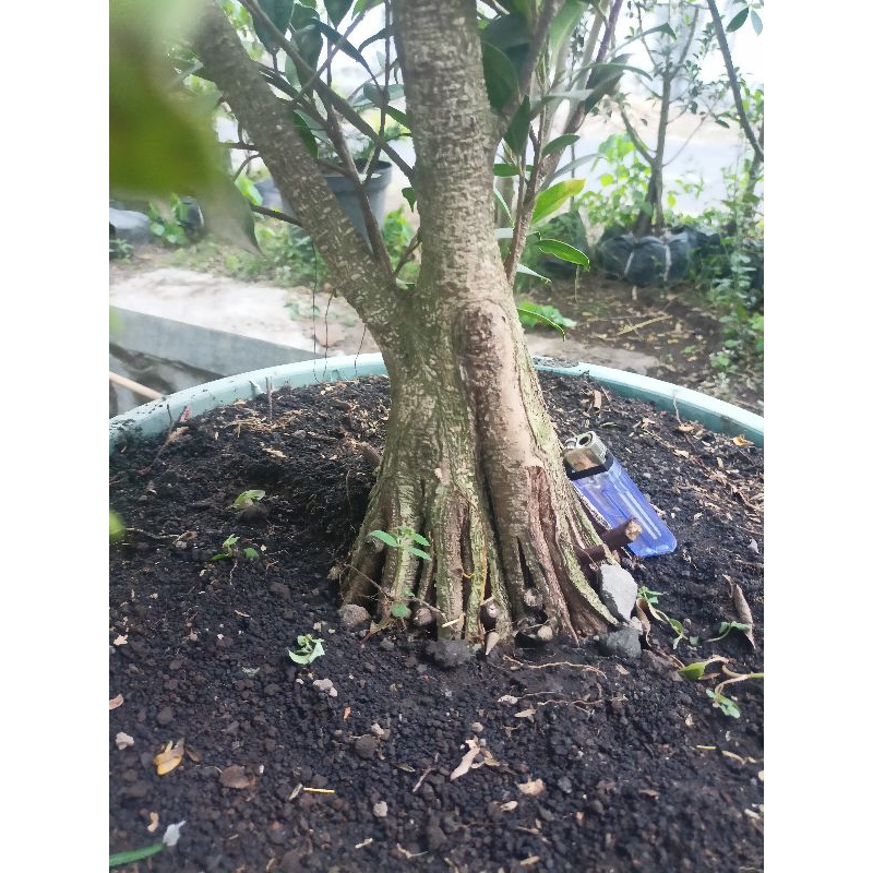 Jual Kimeng Pecah Batang 16 Rapat | Shopee Indonesia