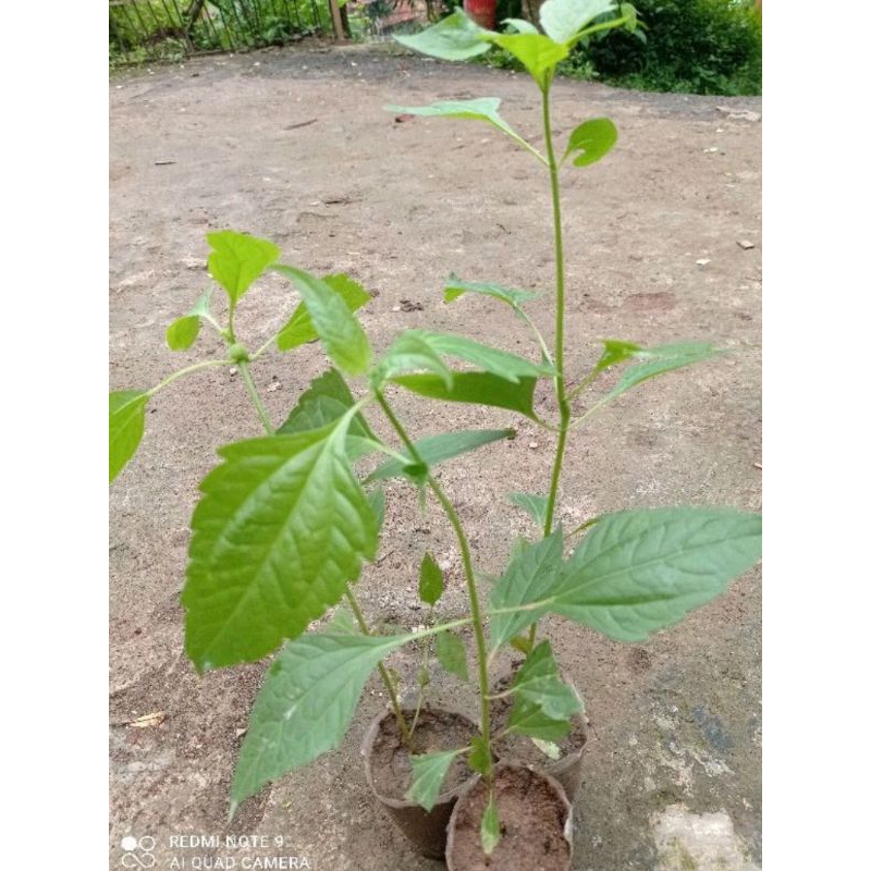 Jual tanaman kirinyuh | Shopee Indonesia