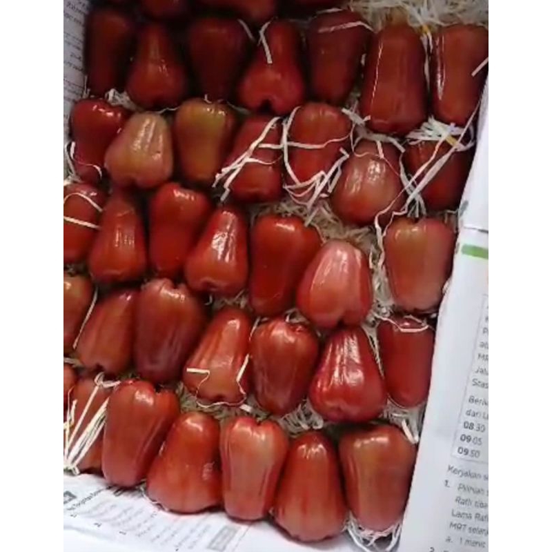 Jual JAMBU CITRA | Jambu Air | Jambu merah | jambu CINGCALO manis ...