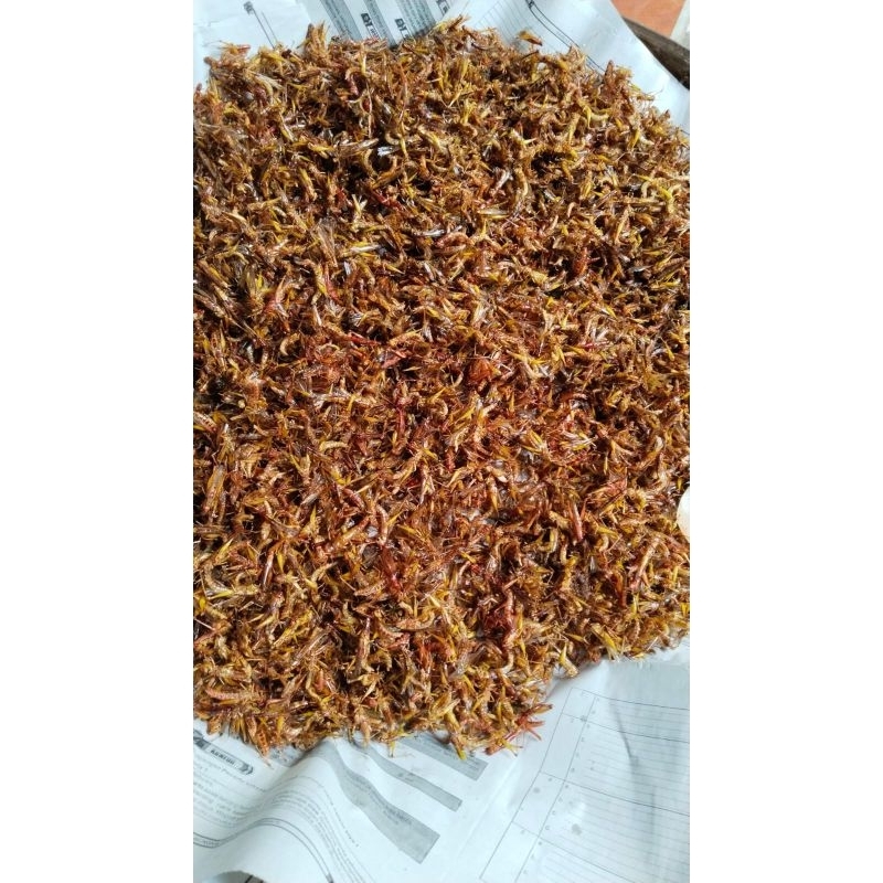 Jual BELALANG GORENG, BELALANG PADI/UTIS BERAT -+220GRAM [TOPLES SOSIS ...