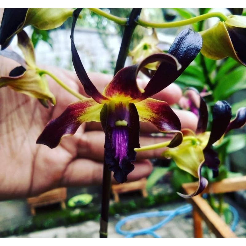 Jual anggrek bibit botol dendrobium mpu Gandring var black | Shopee ...