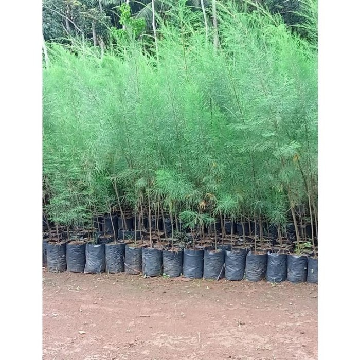 Jual Bibit Cemara Laut / Cemara Udang | Shopee Indonesia
