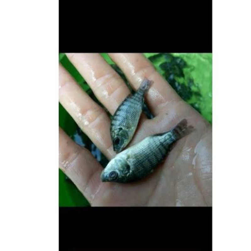 Jual Bibit Ikan Nila Anakan Ukuran 3 Jari (Ikan Hidup) | Shopee Indonesia