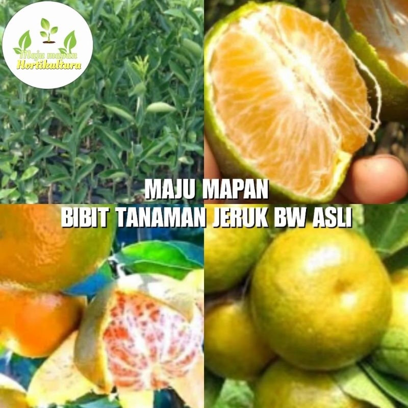 Jual BIBIT JERUK BW SUPER (MANIS) | Shopee Indonesia
