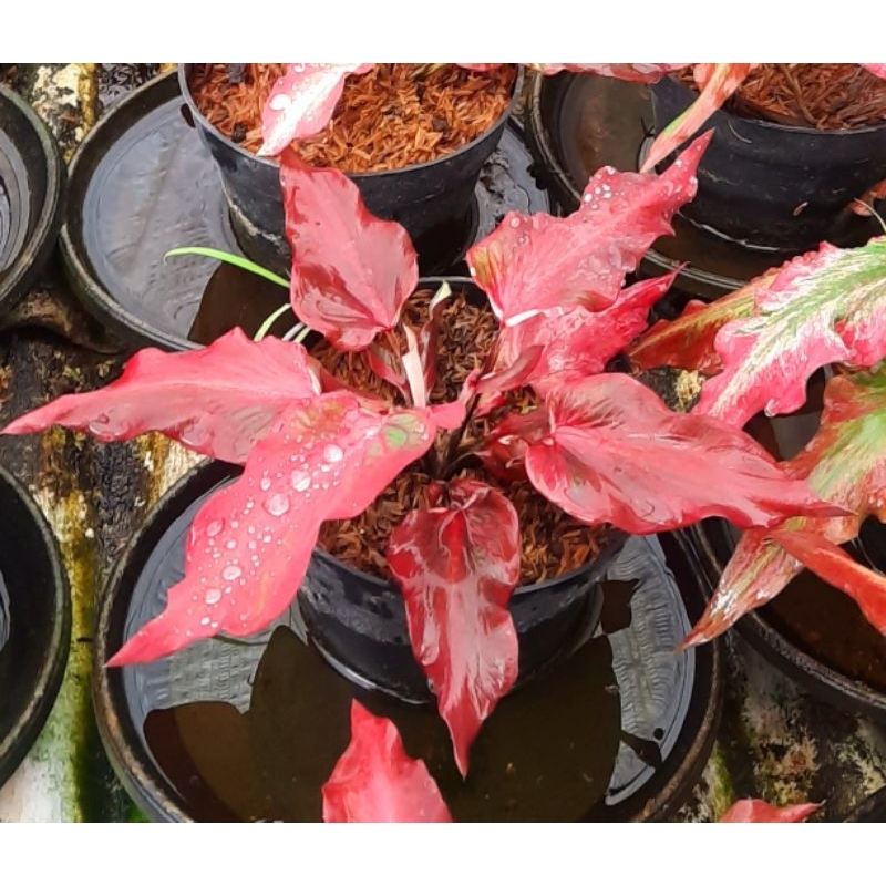 Jual Caladium Baladewa Keladi Hias Baladewa Tanaman Hias Keladi Murah ...
