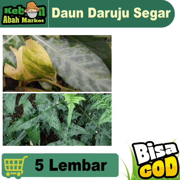 Jual Daun Daruju Deruju Jeruju Segar 5 Lembar | Shopee Indonesia