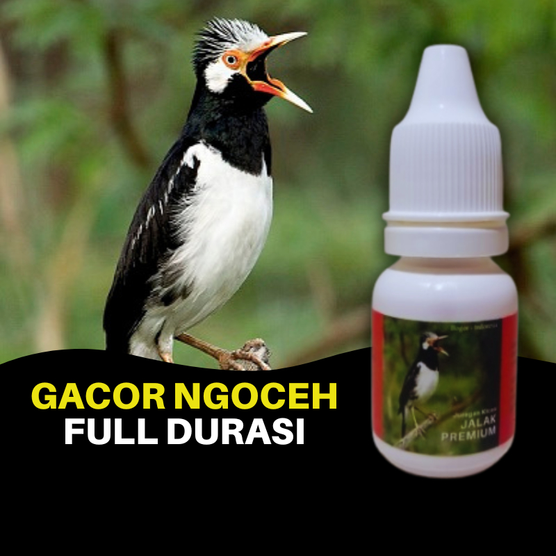Jual Vitamin Burung Jalak Suren / Jalak Kebo / Jalak Putih / Jalak Bali ...