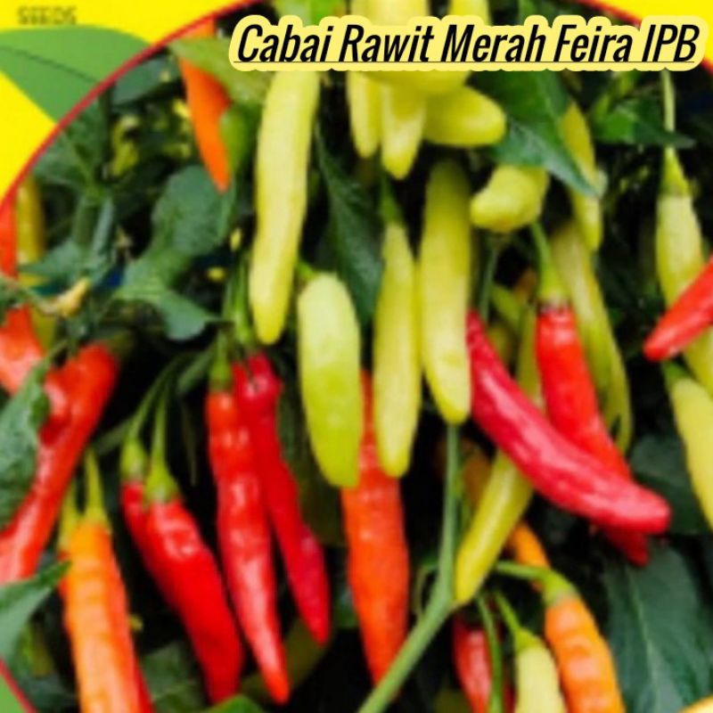 Jual Reepack 30 Biji Benih Cabai Rawit Merah Feira IPB | Shopee Indonesia