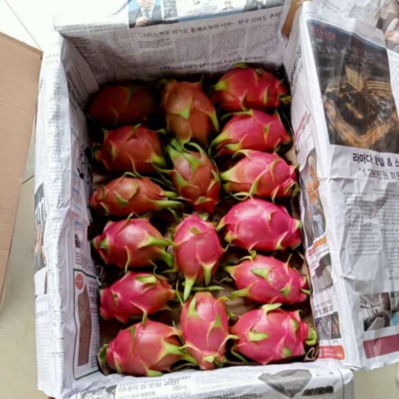 Jual buah naga putih Grosir 5kg | Shopee Indonesia
