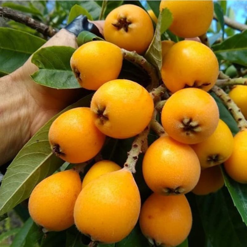 Jual bibit buah Lecy kuning (hasil cangkok) | Shopee Indonesia