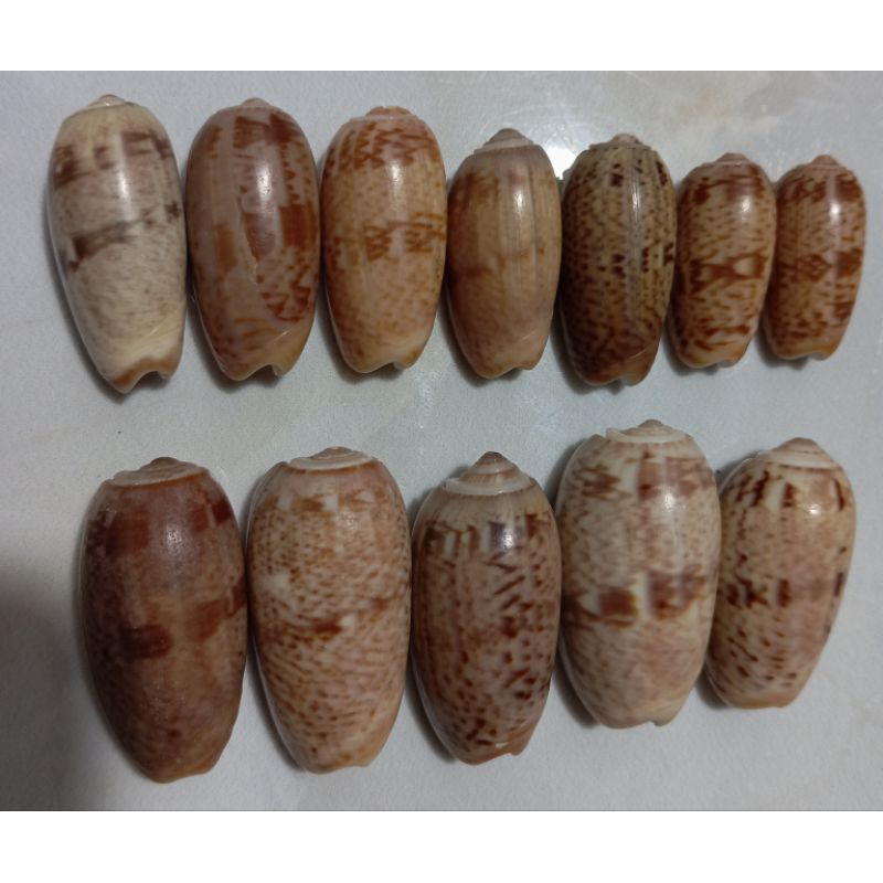 Jual cangkang kerang koleksi oliva scripta 1 pcs | Shopee Indonesia
