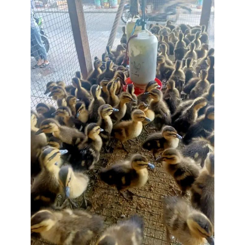Jual Dod Bebek Alabio Super 1 Box Isi 102 Ekor Sudah Vaksin. | Shopee ...