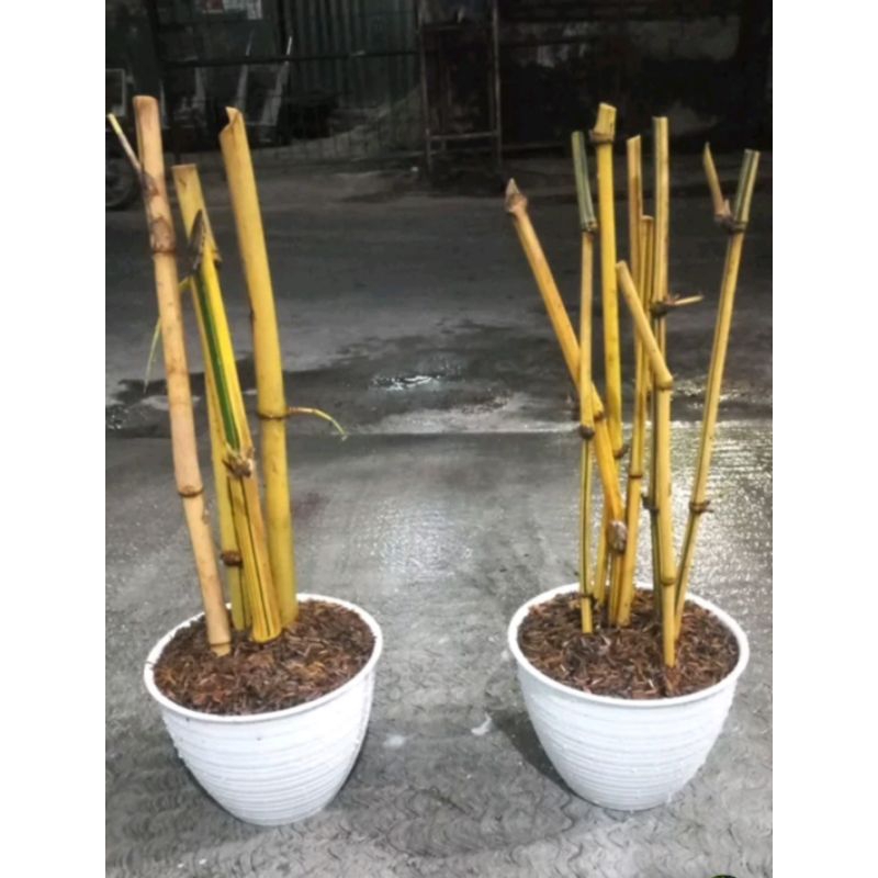 Jual BAMBU KUNING 5 POHON | Shopee Indonesia