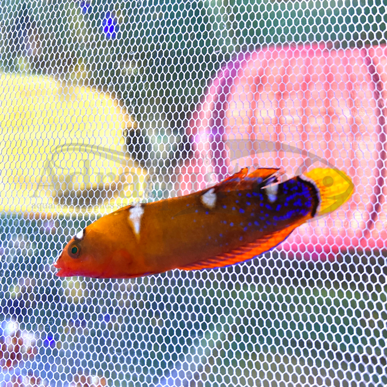 Jual IKAN HIAS AIR LAUT KELING ASLI | Shopee Indonesia