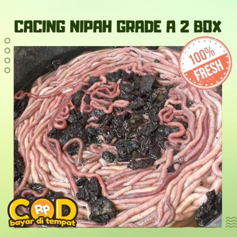 Jual CACING NIPAH GRADE A 2 box | Shopee Indonesia