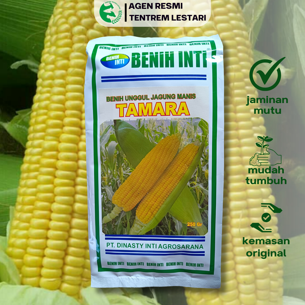 Jual Benih Jagung Manis TAMARA 250 gram Asli cap Benih Inti | Shopee ...