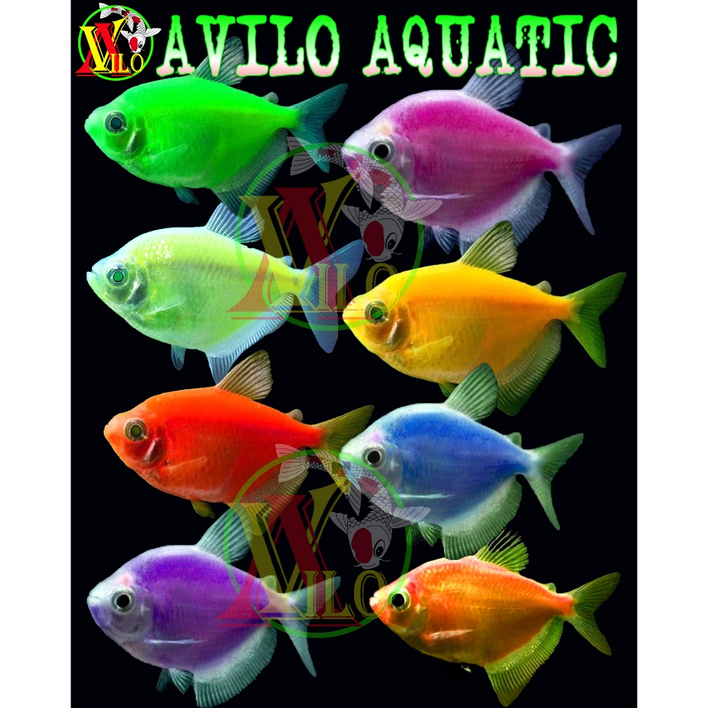 Jual ikan hias tetra fish warna rainbow schooling fish glow in dark ...