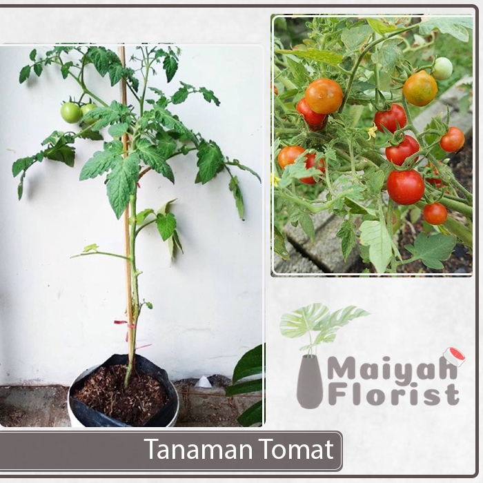Jual Tanaman Tomat - Solanum lycopersicum - Pohon Tomat - Tomat ...