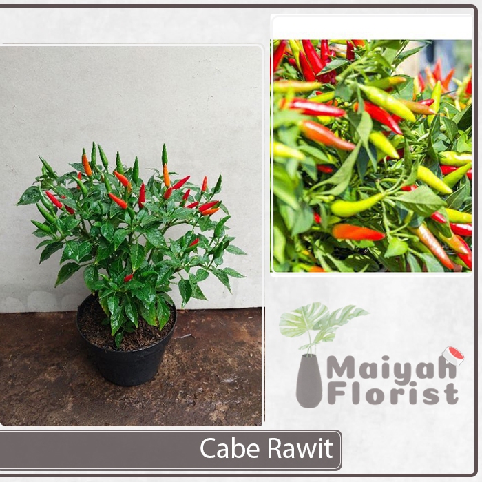 Jual Tanaman Cabe Rawit - Capsicum annuum 'Bird's Eye' - Cabai Rawit ...