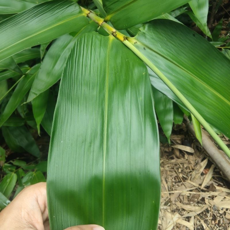 Jual Daun Bambu Segar Bungkus Bacang Perlembar | Shopee Indonesia