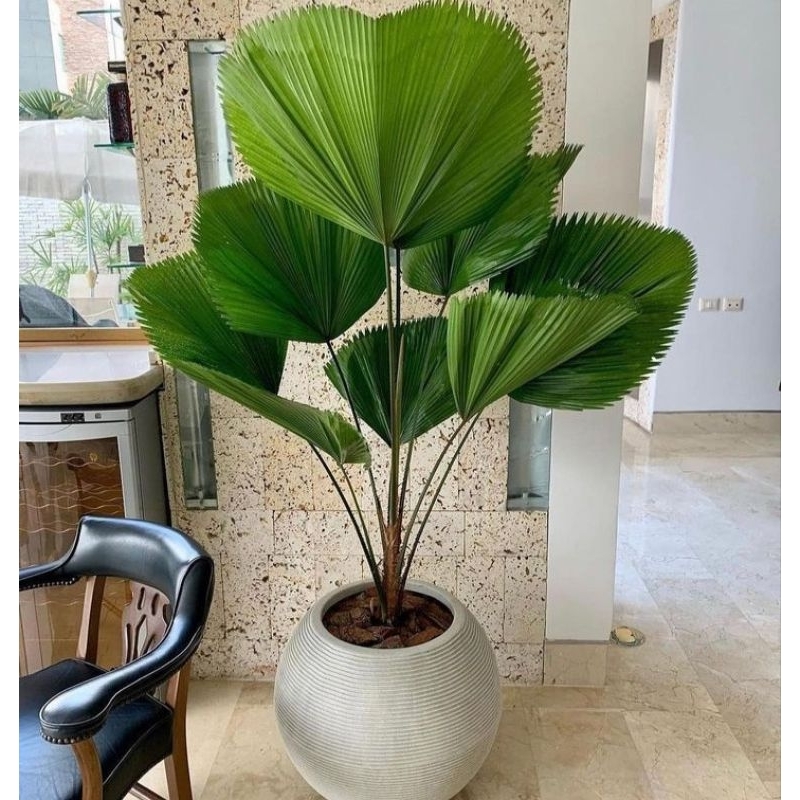 Jual tanaman palem kol - licuala grandis - palem kol - tanaman | Shopee ...