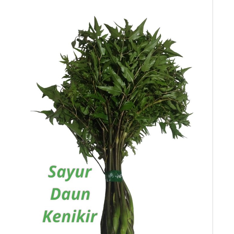 Jual Readyy daun kenikir/raja midang segar netto 100 gram segar siap ...