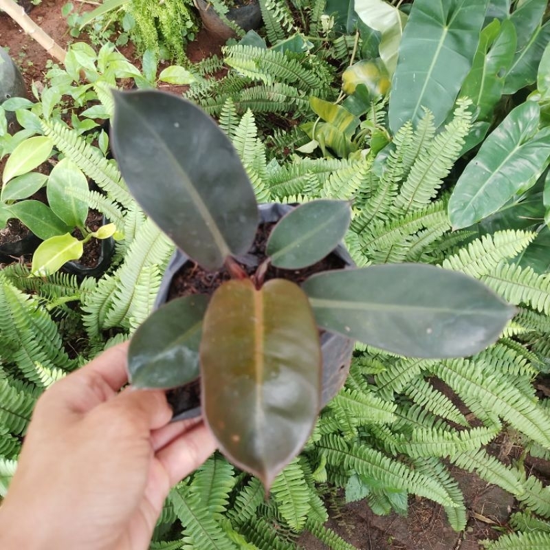 Jual Tanaman hias philodendron black cardinal | Shopee Indonesia