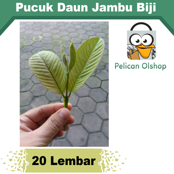 Jual Pucuk Daun Muda Jambu Biji Segar per 20 lembar Alami, Berbagai ...