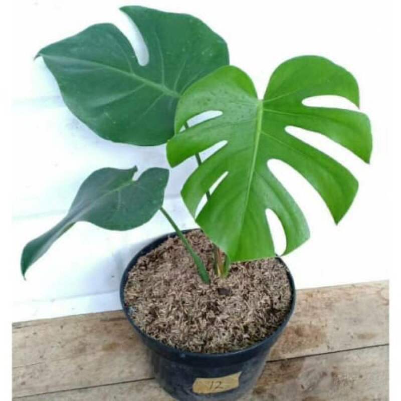Jual Tanaman viral Monstera Deliciosa / Monstera King / Borsi | Shopee ...