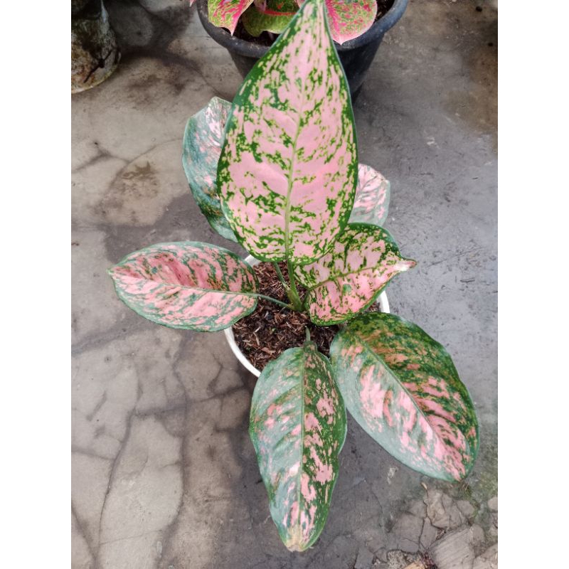 Jual Aglaonema Ruby | Shopee Indonesia