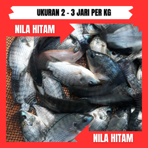 Jual bibit/benih nila hitam uk 2-3 jari per kg | Shopee Indonesia
