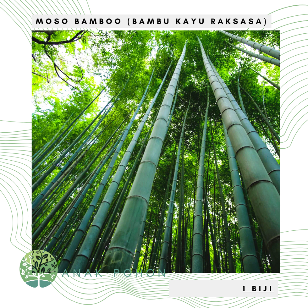 Jual Benih Bibit Biji - Moso Bamboo Bambu Kayu Raksasa (Phyllostachys ...
