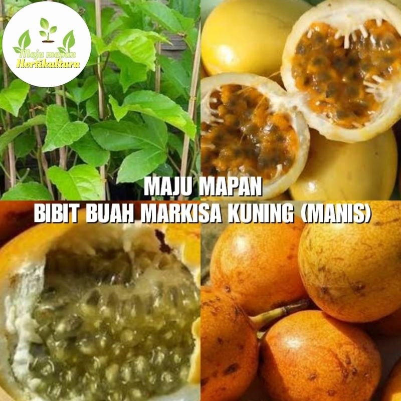 Jual BIBIT BUAH MARKISA KUNING (MANIS) | Shopee Indonesia