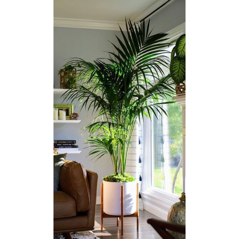 Jual Tanaman hias indoor palem kuning tinggi 50cm - palem kuning ...