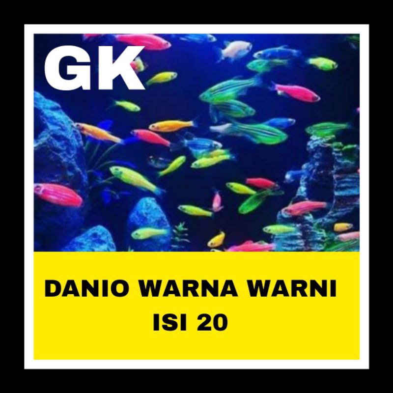 Jual IKAN HIAS DANIO ZEBRA WARNA WARNI ISI 20 GARANSI HIDUP | Shopee ...