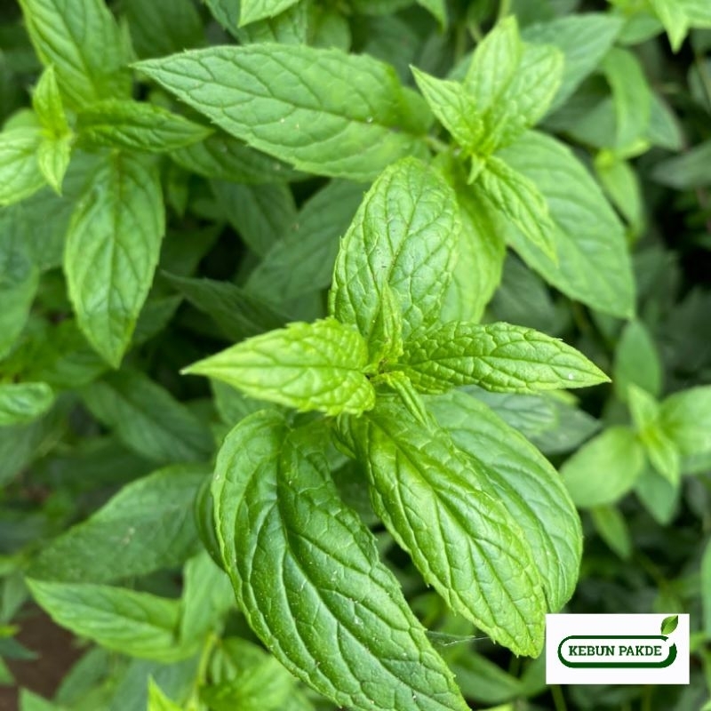 Jual Bibit Tanaman Daun Mint | Peppermint | Mentha | Siap Tanam ...